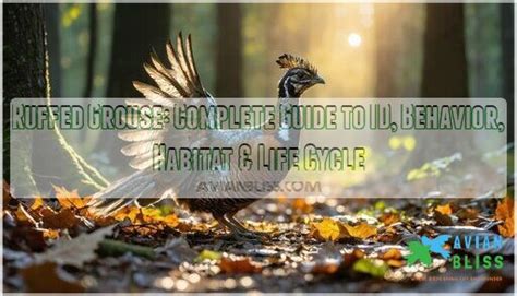 Ruffed Grouse Complete Guide To Id Behavior Habitat And Life Cycle