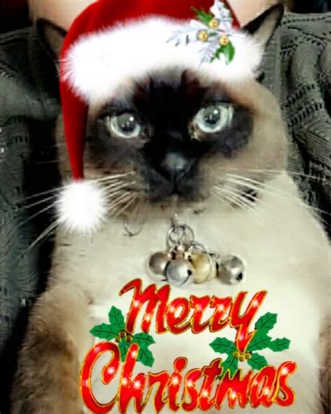 Dizzy Fox Bean Journal Home Facebook