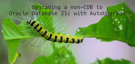 Upgrading A Non Cdb To Oracle Database 21c With Autoupgrade