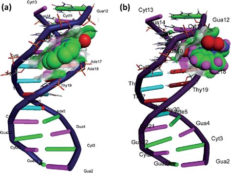 Molecular Docked Model Of A Ligand And B Complex 1 With Dna