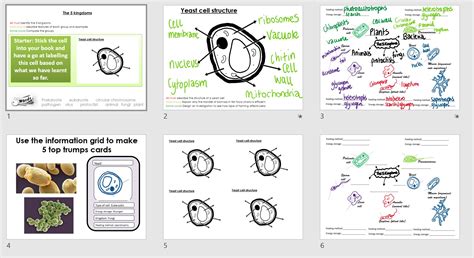 Igcse Biology Variety Of Life The 5 Kingdoms Lesson With Worksheets