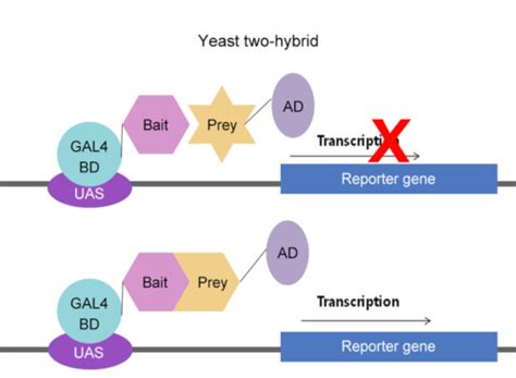 Network Bioinformatics Ii Karteikarten Quizlet