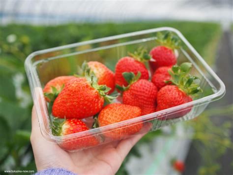 Itoshima Strawberry Testers Wanted! | Itoshima Now