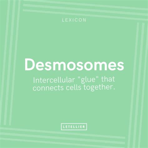 Desmosomes Chemical Exfoliation Dull Skin Alpha Hydroxy Acid