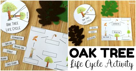 Printable Oak Tree Life Cycle Activity Look We Re Learning