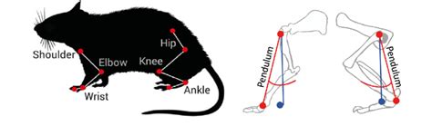 kinematic parameters schematic representation of the evaluated