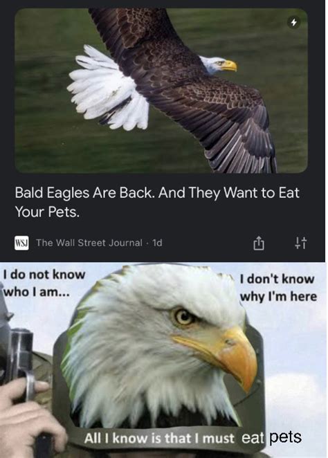 Birb Meme By Xxx Cabob Xxx Memedroid