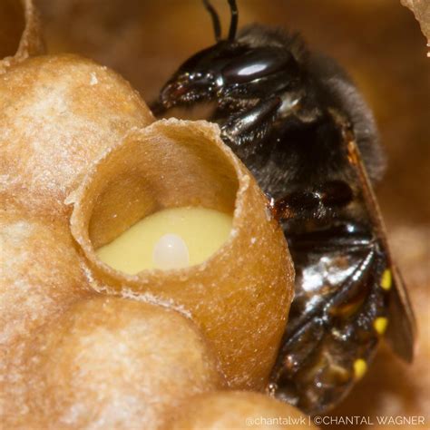 Oc An Egg From The Stingless Bee Mandaçaia Melipona Quadrifasciata