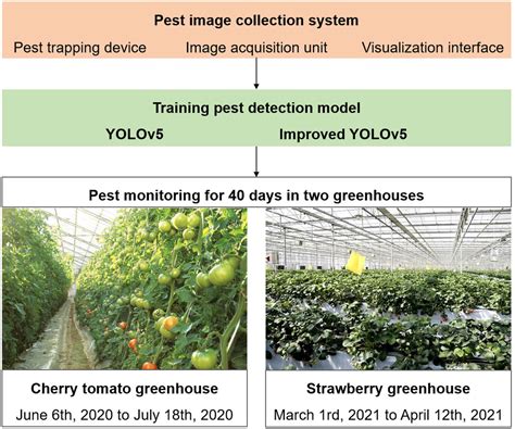 Frontiers Automatic Pest Identification System In The Greenhouse Based On Deep Learning And