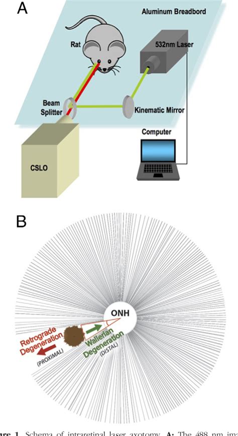 Figure 1 From Retrograde And Wallerian Axonal Degeneration Occur