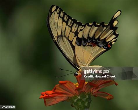 Leaf Peeper Photos And Premium High Res Pictures Getty Images