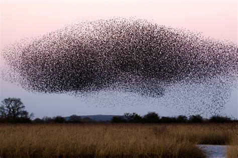 Particle Swarm Optimization Pso From Scratch Simplest Explanation In