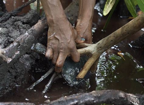 Mangrove Crab SPC Coastal Fisheries And Aquaculture CBFM