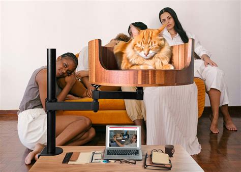 How To Tell The Sex Of A Cat A Simple Guide Desk Cat Nest