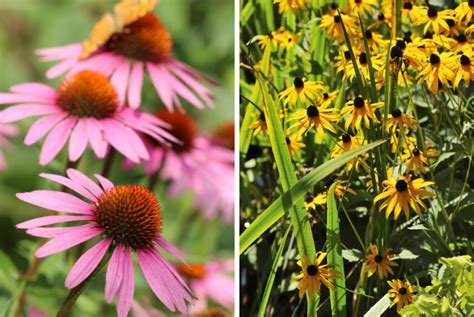 10 Steps To Plant Coneflowers Echinacea Growing Guide Peppers Home