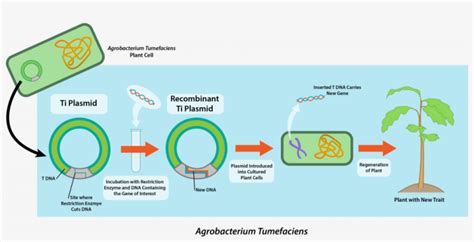 Genetic Engineering Microbiology Agrobacterium Inserting Recombinant