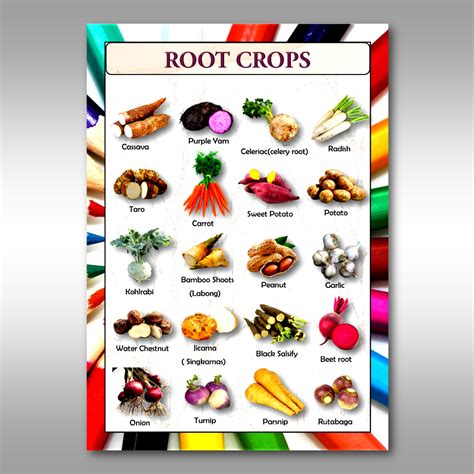 Root Crops Educational Chart Lamianted Wall Chart Shopee Philippines