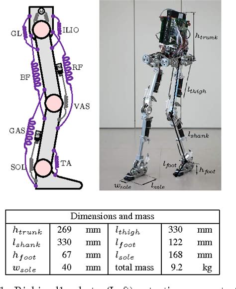 Figure 1 From Dynamic Leg Function Of The Biobiped Humanoid Robot Semantic Scholar