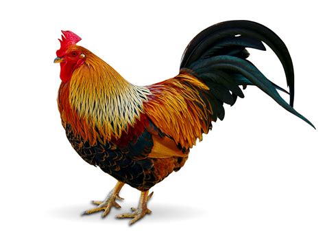 Cockrel I Love The Colours Of Cockrels Vivid And Subt Flickr