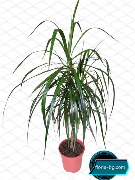 ДРАЦЕНА СТАЙНИ ЦВЕТЯ