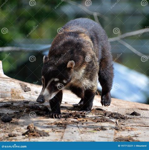 The South American Coati Nasua Nasua Stock Image Image Of Habitat