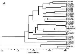 Dendrogram Generated By Upgma Based Analysis A Gene Derived Ssrs Download Scientific