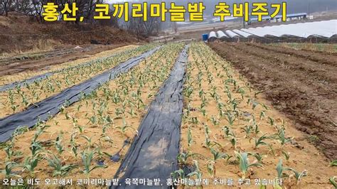홍산마늘 코끼리마늘 추비주기 Youtube