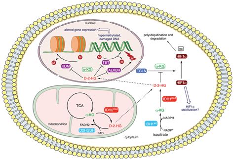 Enzyme Activity Of Idh12 Wildtype And Idh12 Mutant Idh12 Catalyzes