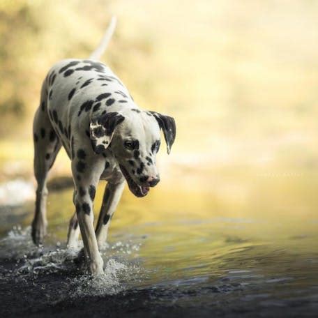 Далматинец - описание породы, характеристика, фото щенка