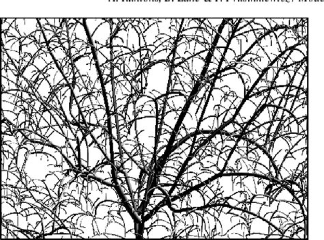 figure 1 from modeling trees with a space colonization algorithm
