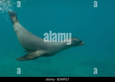 Galapagos Sealion Underwater Espanola Hood Island Galapagos Islands