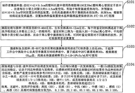 Bacterial Wilt Identification Method Eureka Patsnap