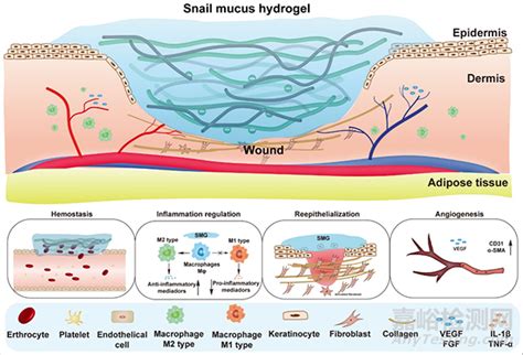 研究发现天然的可用于伤口修复的多糖基生物粘合剂检测资讯嘉峪检测网