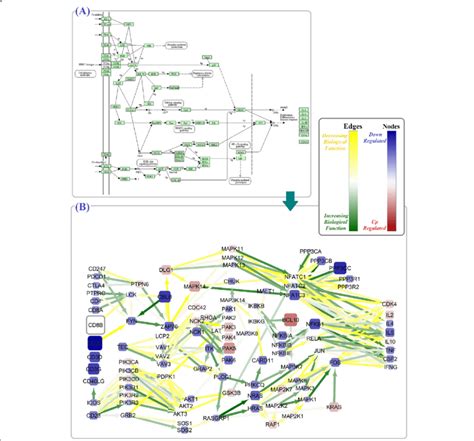 The Alterations In Tcr Signaling Pathway The Schematic Figure Of The Download Scientific
