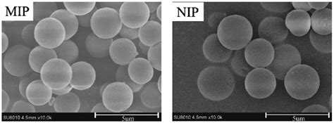 Sem Micrographs Of The Optimal Mip And Nip Microspheres Download