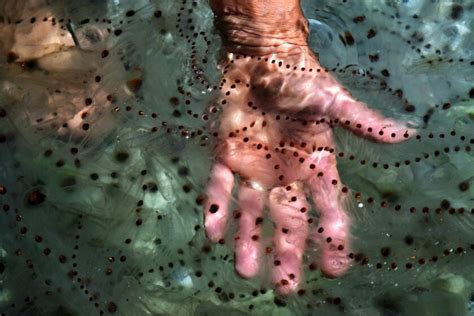 What Are Salps And Why Are There So Many Of Them Now On The Beaches Of