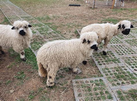 Inb Mud Control Grids 6000001