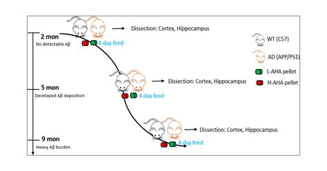 Temporal Quantitative Profiling Of Newly Synthesized Proteins During Aβ Accumulation Journal