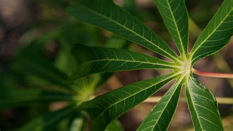 Cassava Yield And Productivity