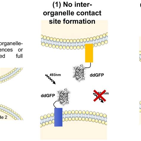 Schematic Representation Of A DdFP Based Sensor To Monitor The Download Scientific Diagram