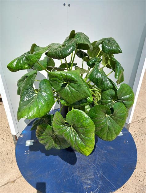 Farfugium Japonicum Giganteum Giant Leopard Plant For Sale