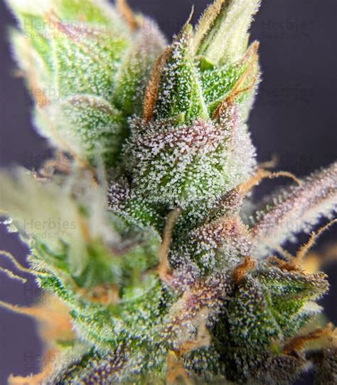 Trainwreck Fast Version Seeds Seedkeepers