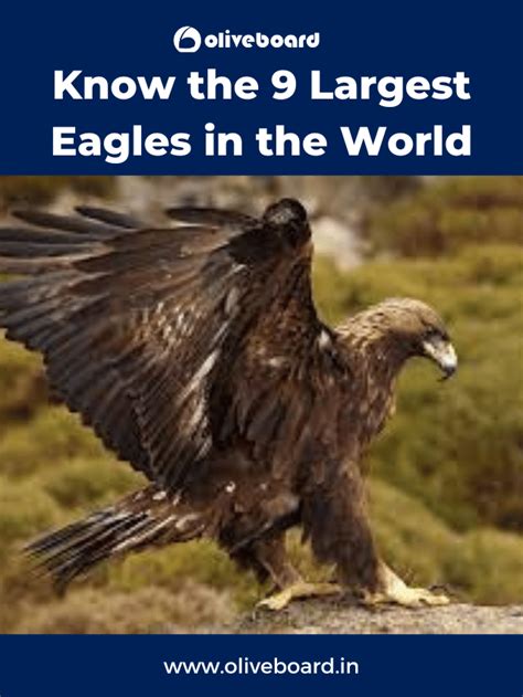 Largest Eagle In The World