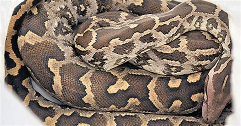 9 Foot Python Slithers Its Way Into Sai Baba Ashram