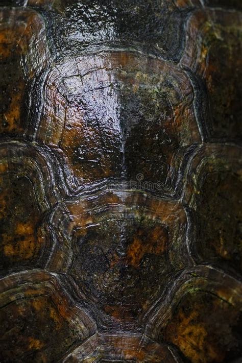 Yellow Spotted Amazon Turtle Unique Fresh Water Turtle Native To