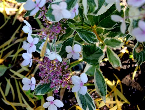Hydrangea Macrophylla Introduced Eflora Of India