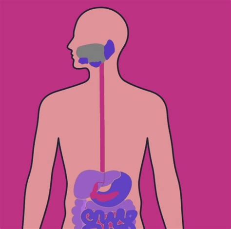 Digestive System Animation 