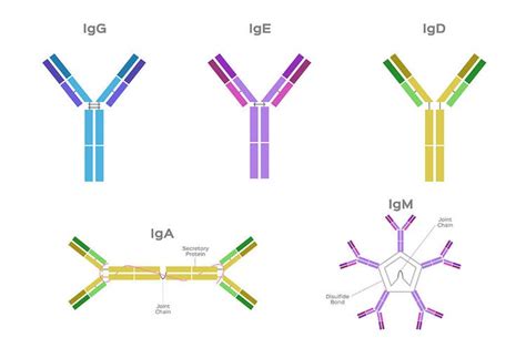 Antibodies And Immunoglobulins Types Function And Applications Danaher Life Sciences