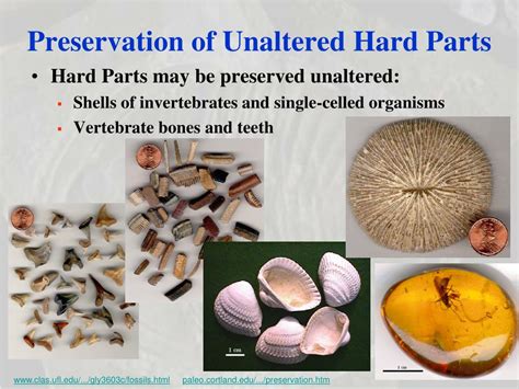 Ppt Life On Earth What Do Fossils Reveal Powerpoint Presentation Free Download Id 4737137
