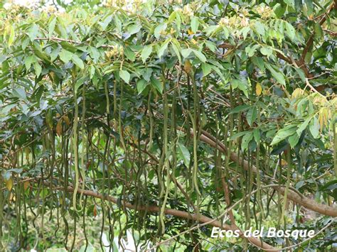 Inga Edulis Ecos Del Bosque